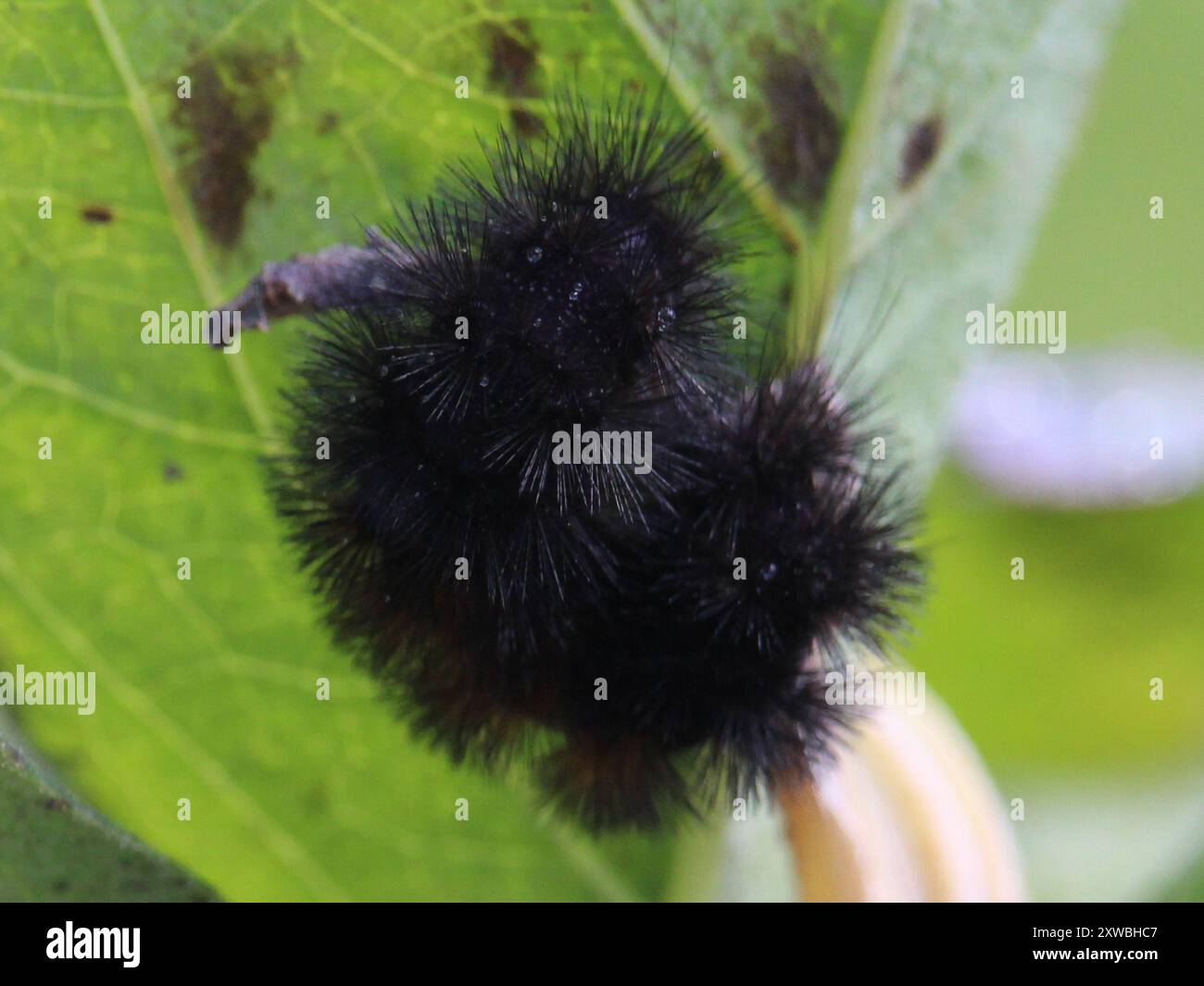 Giant Leopard Moth (Hypercompe scribonia) Insecta Stock Photo - Alamy