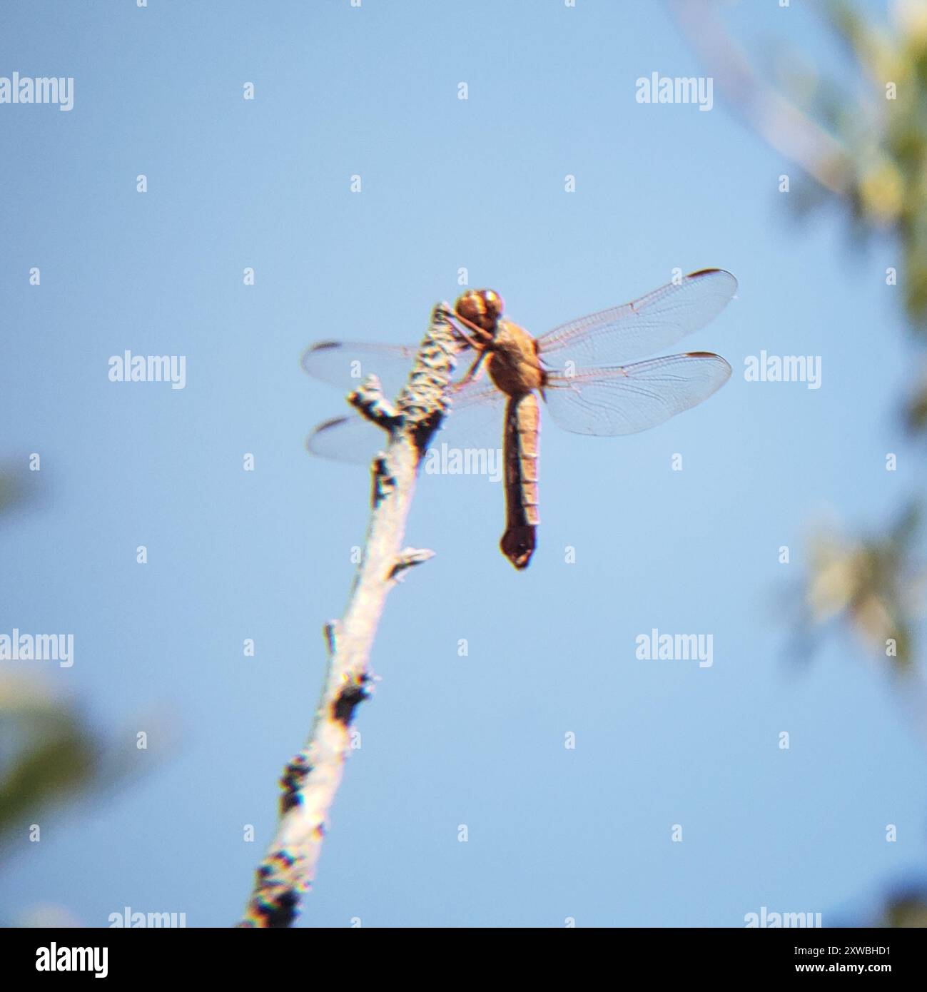 Neon Skimmer (Libellula croceipennis) Insecta Stock Photo - Alamy