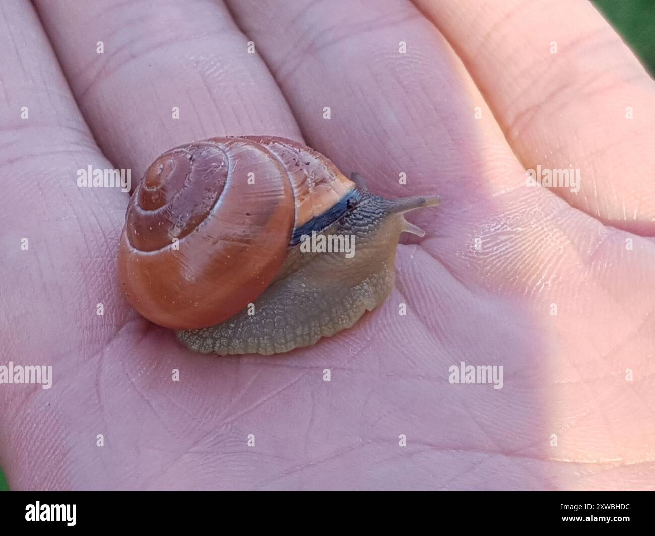 Brown-lipped Snail (Cepaea nemoralis) Mollusca Stock Photo - Alamy