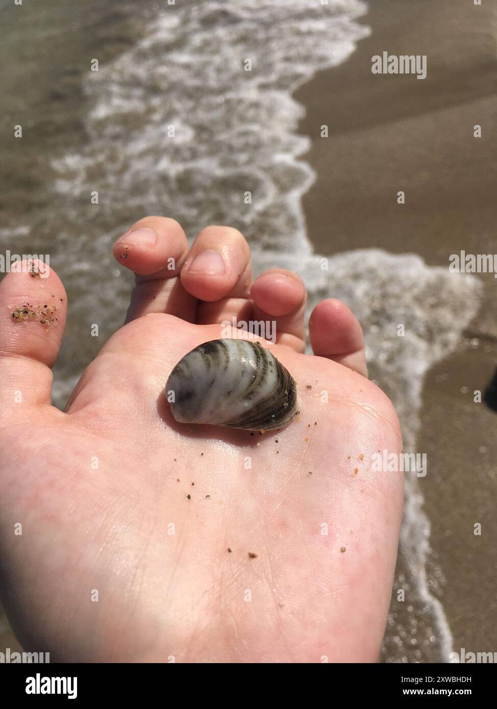 Common Atlantic Slippersnail (Crepidula fornicata) Mollusca Stock Photo ...