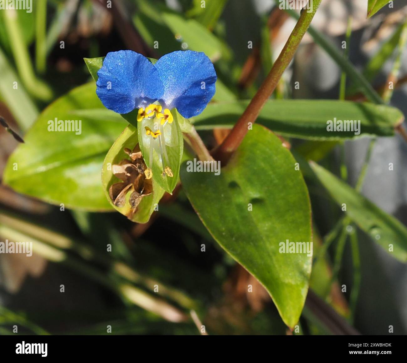 Asiatic dayflower (Commelina communis) Plantae Stock Photo - Alamy