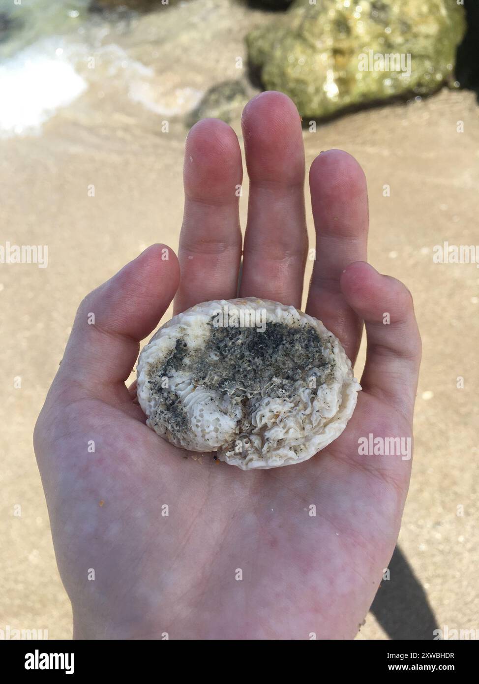 Jewel boxes (Chamidae) Mollusca Stock Photo - Alamy