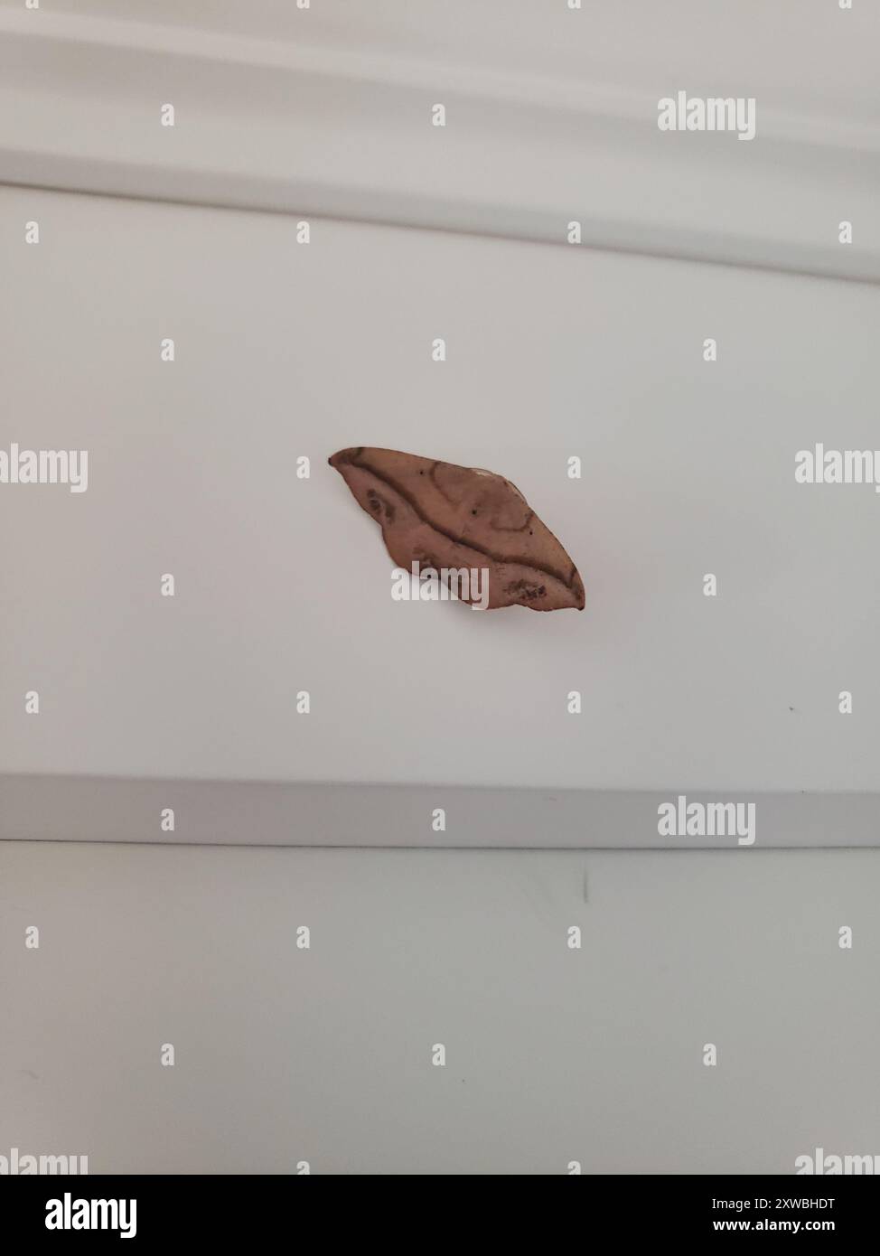 Juniper Geometer Moth (Patalene olyzonaria) Insecta Stock Photo - Alamy