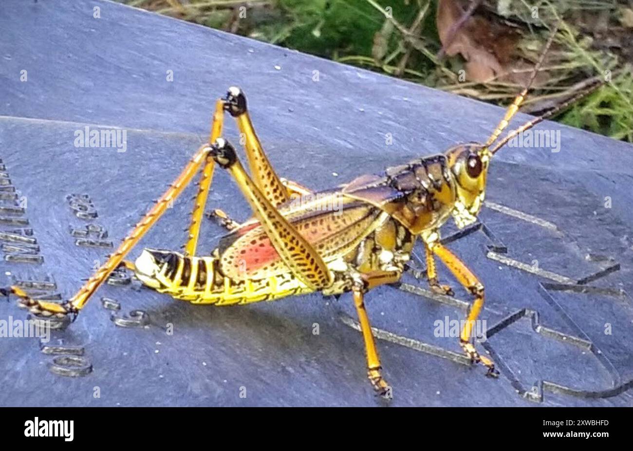 Eastern Lubber Grasshopper (Romalea microptera) Insecta Stock Photo - Alamy