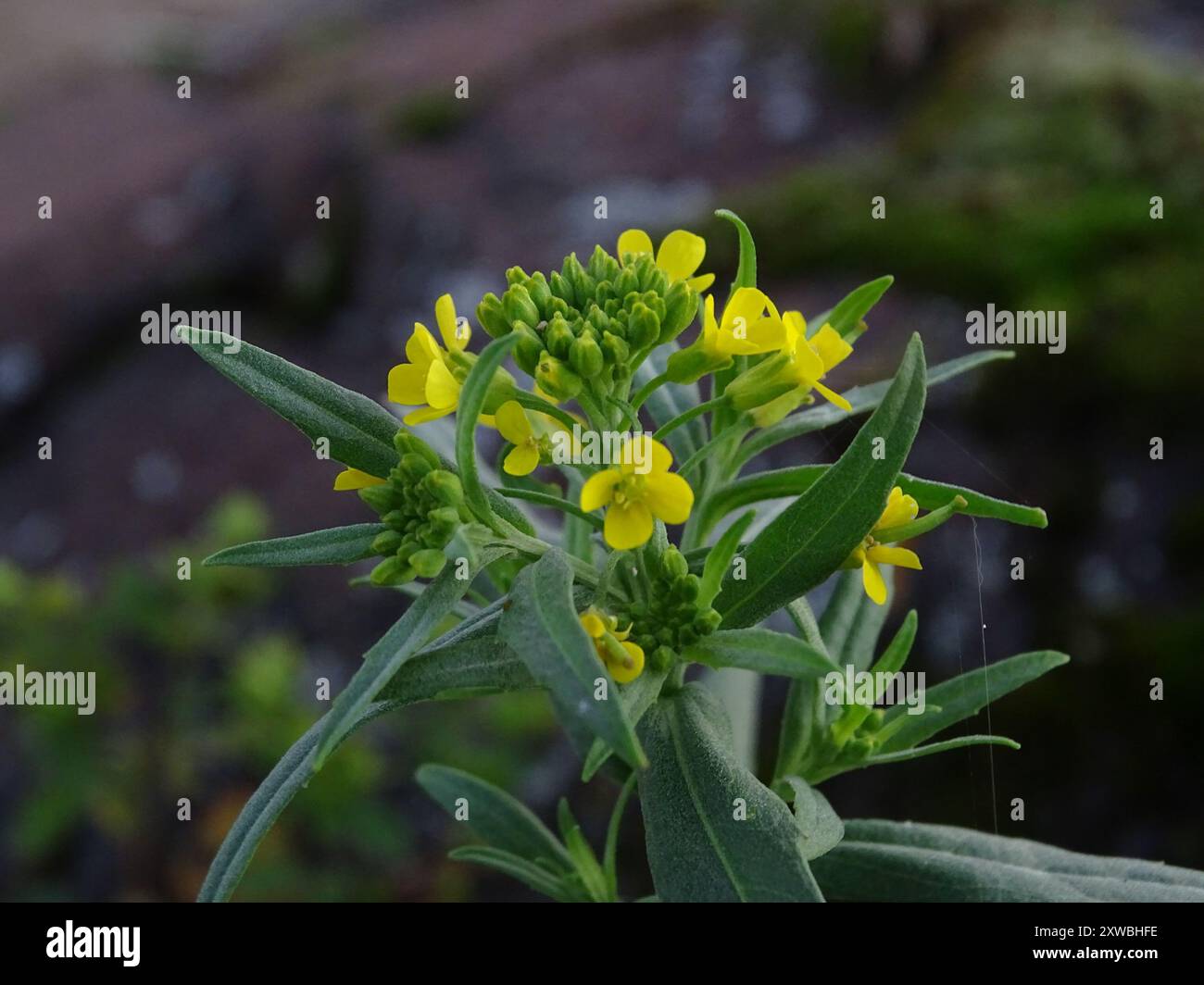 mustard family (Brassicaceae) Plantae Stock Photo - Alamy