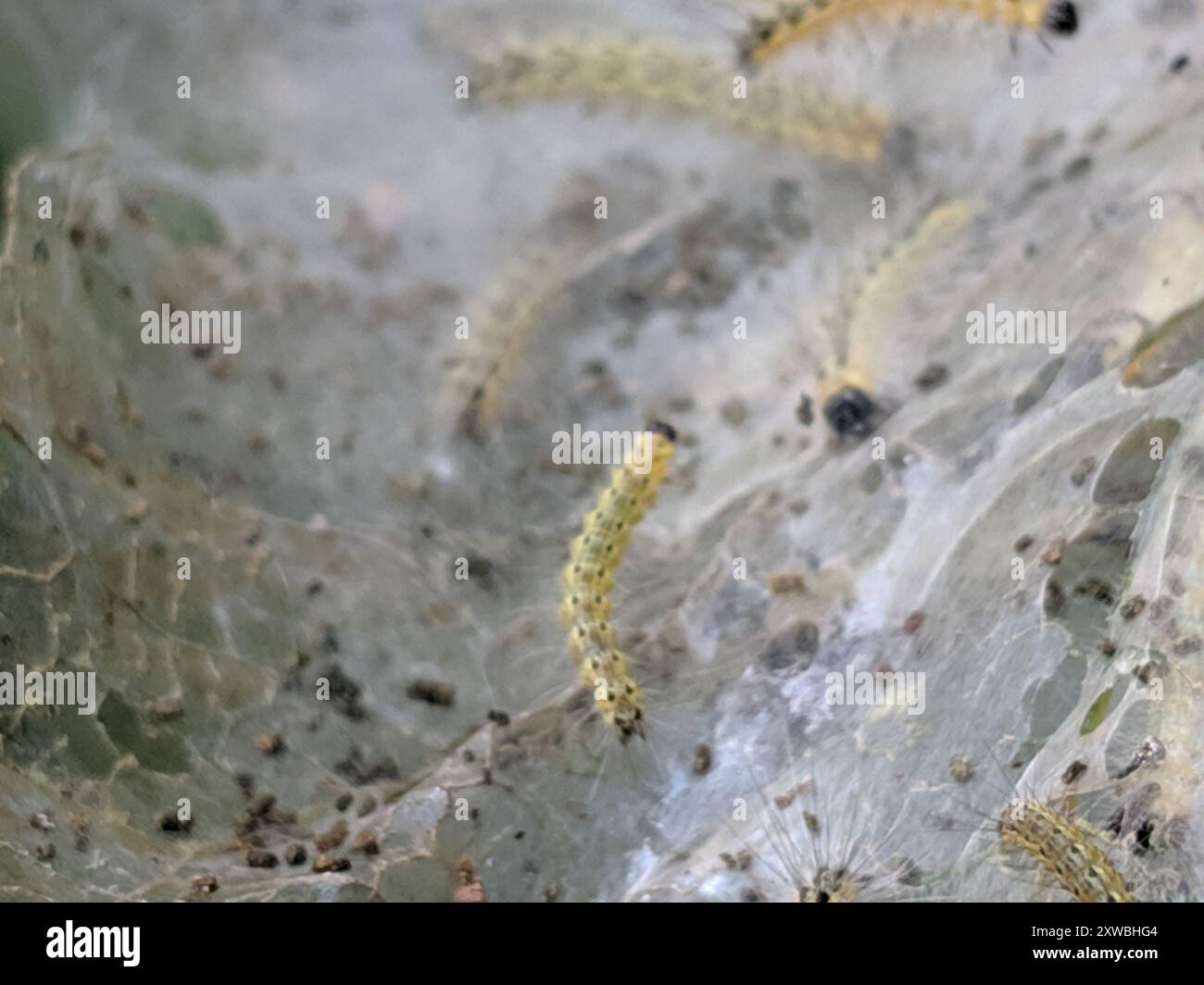 Fall Webworm Moth (Hyphantria cunea) Insecta Stock Photo - Alamy