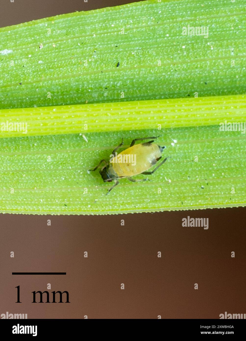 Corn Leaf Aphid (Rhopalosiphum maidis) Insecta Stock Photo - Alamy