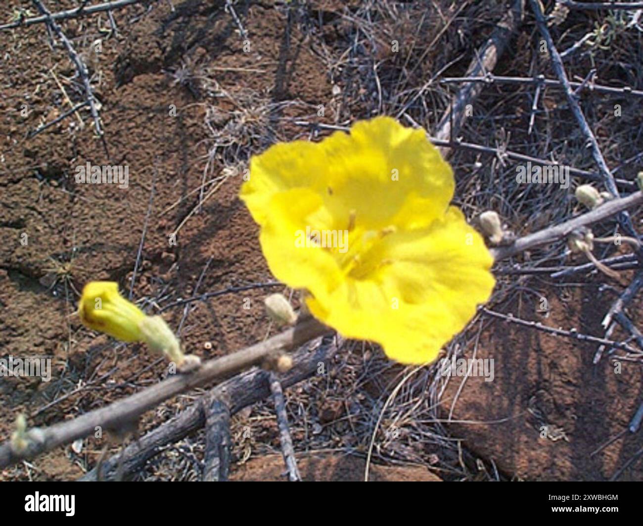 Kalahari Gold (Rhigozum brevispinosum) Plantae Stock Photo - Alamy