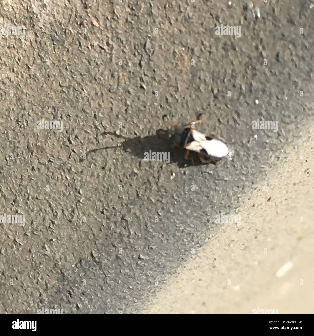 Chinch Bugs (Blissus) Insecta Stock Photo - Alamy