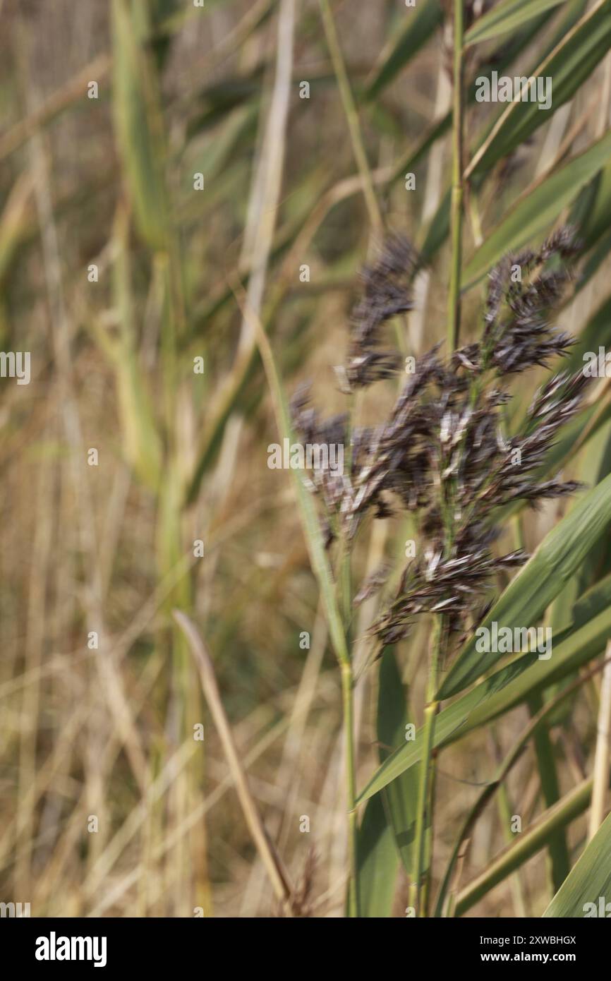 European reed (Phragmites australis australis) Plantae Stock Photo - Alamy