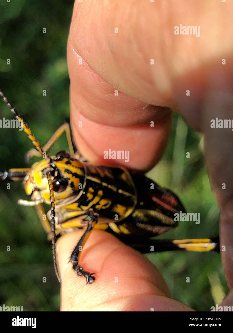 Eastern Lubber Grasshopper (Romalea microptera) Insecta Stock Photo - Alamy
