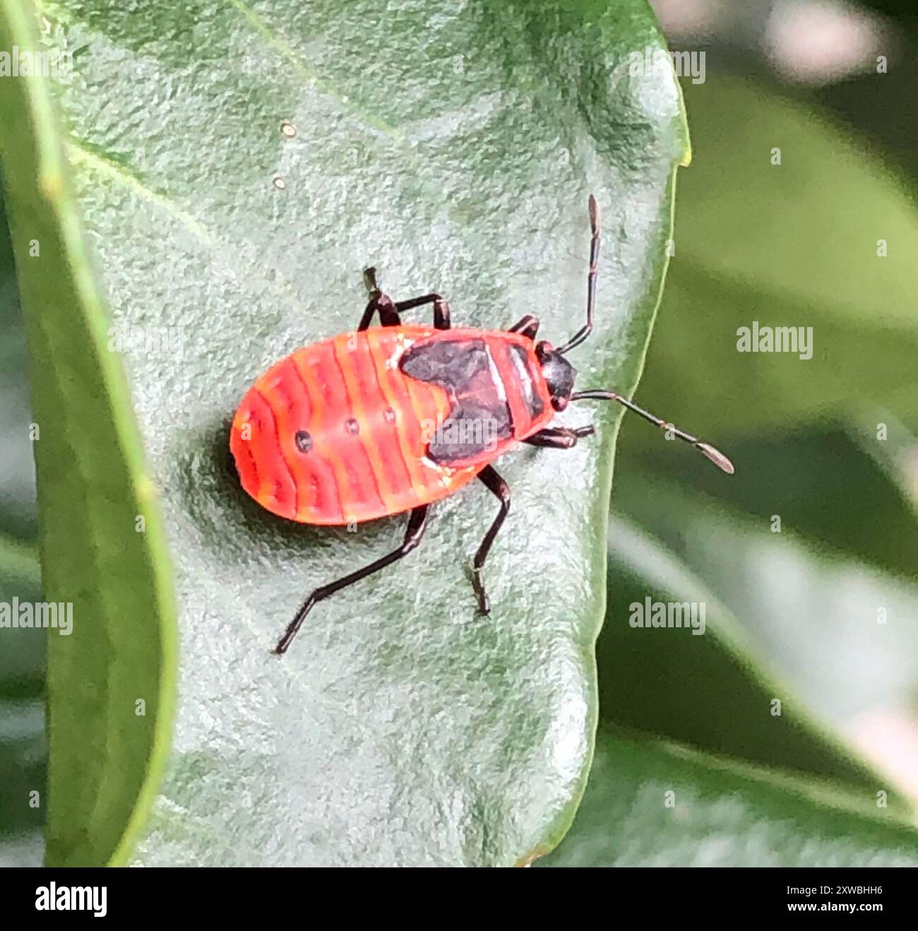 European Firebug (Pyrrhocoris apterus) Insecta Stock Photo - Alamy