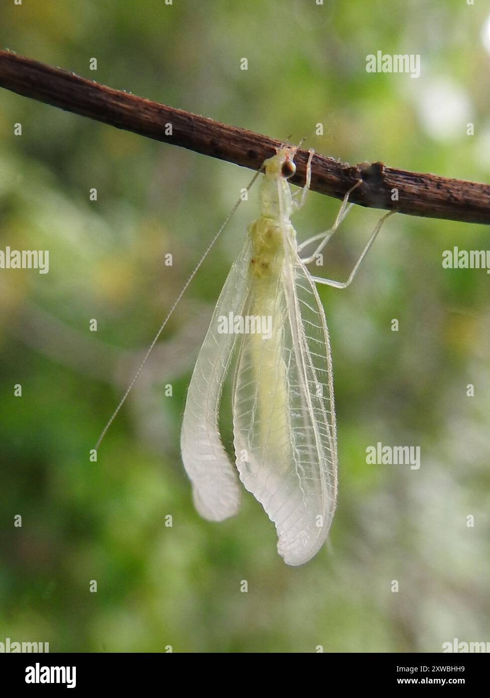 common green lacewings (Chrysoperla) Insecta Stock Photo - Alamy