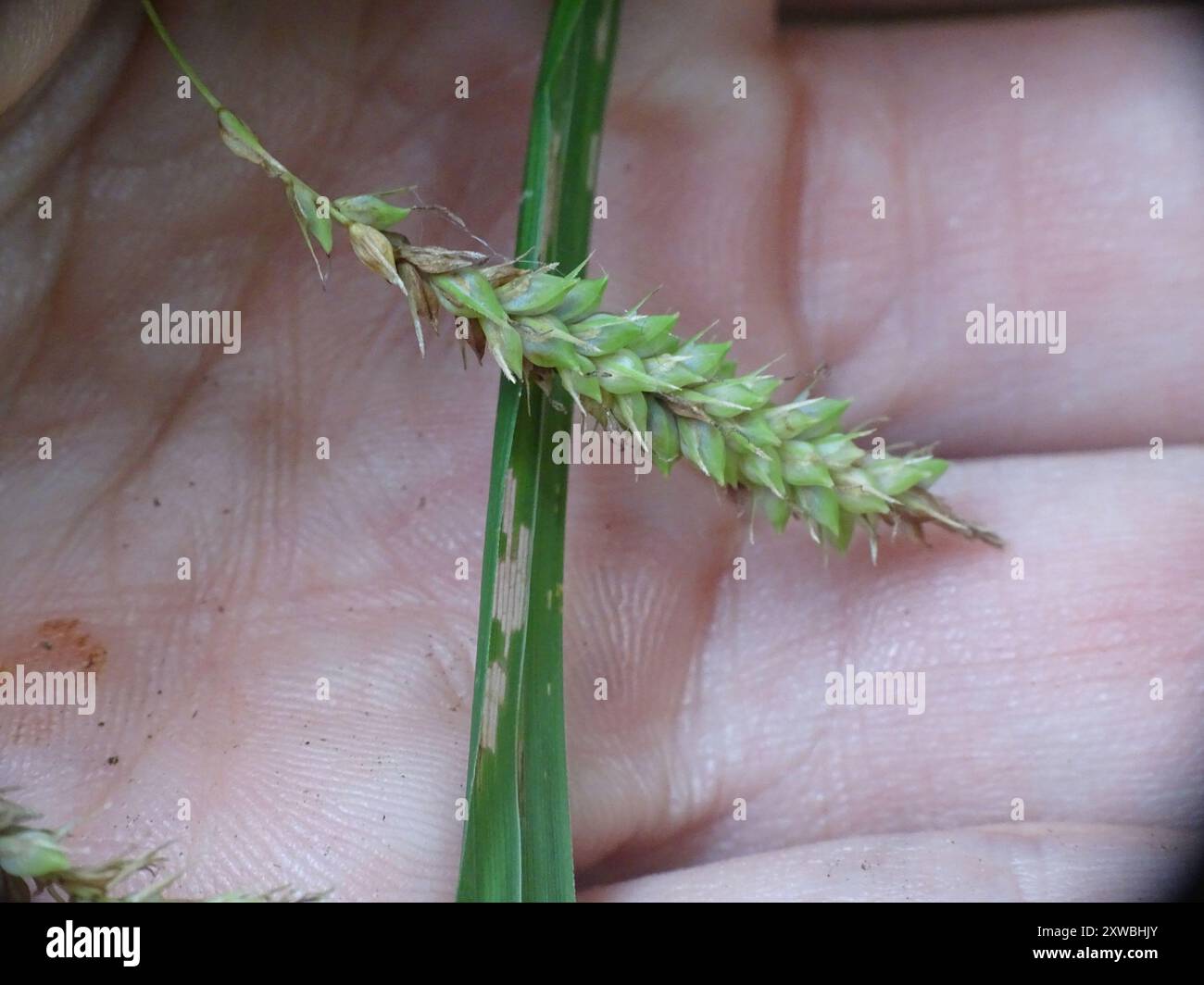 nodding sedge (Carex gynandra) Plantae Stock Photo - Alamy