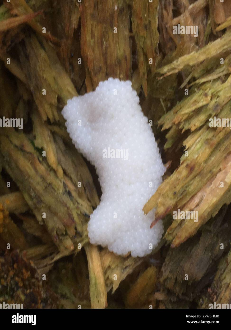 true slime molds (Myxomycetes) Protozoa Stock Photo - Alamy