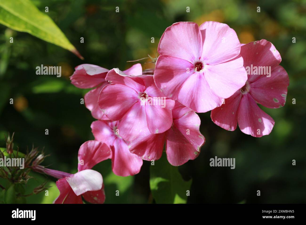 fall phlox (Phlox paniculata) Plantae Stock Photo - Alamy