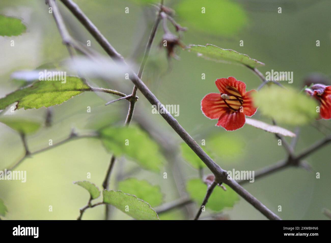Taurepo hi-res stock photography and images - Alamy