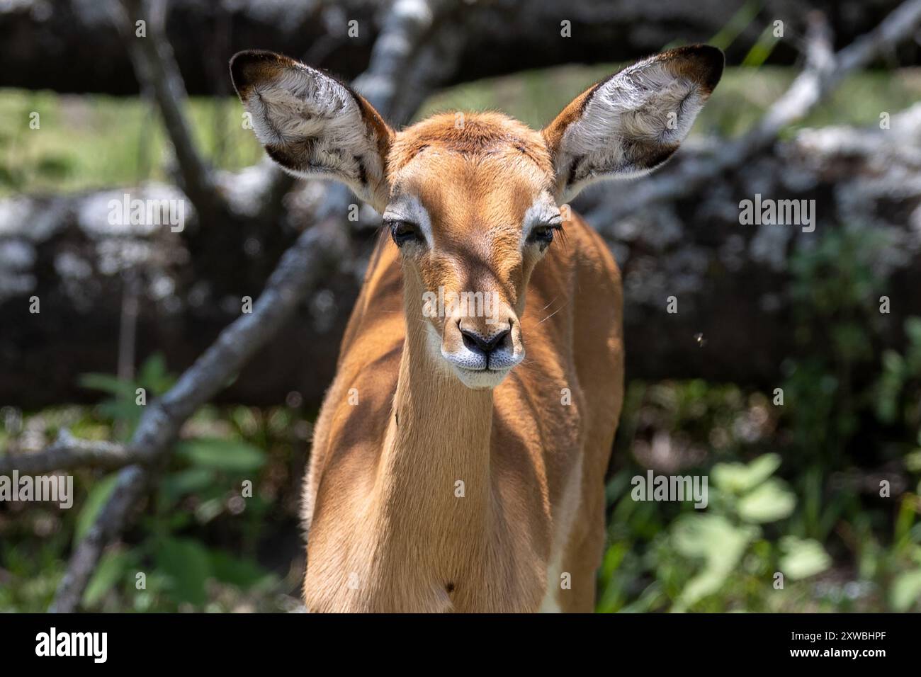 Impala, female, woodland, Ndutu Plains, Serengeti National Park ...