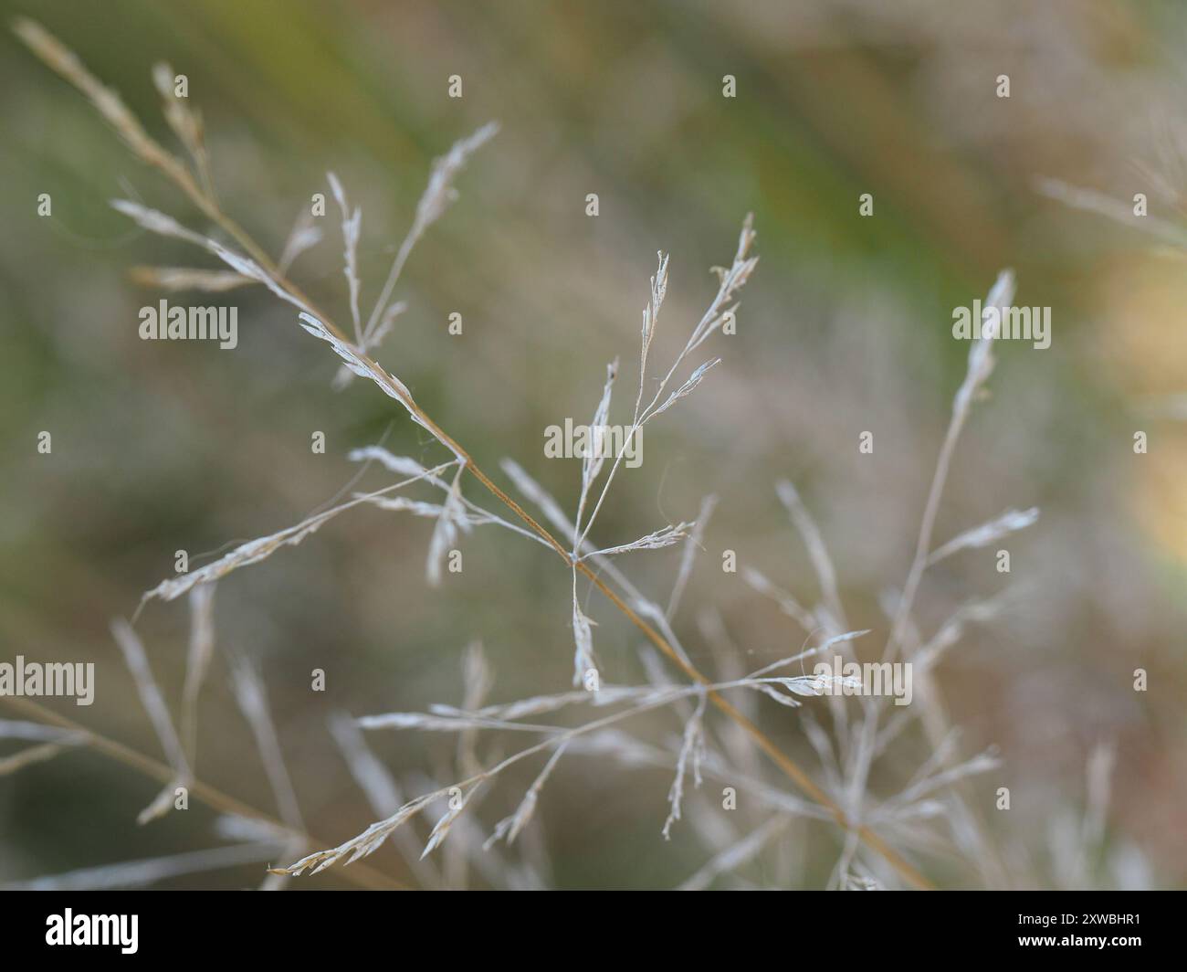 grasses (Poaceae) Plantae Stock Photo - Alamy