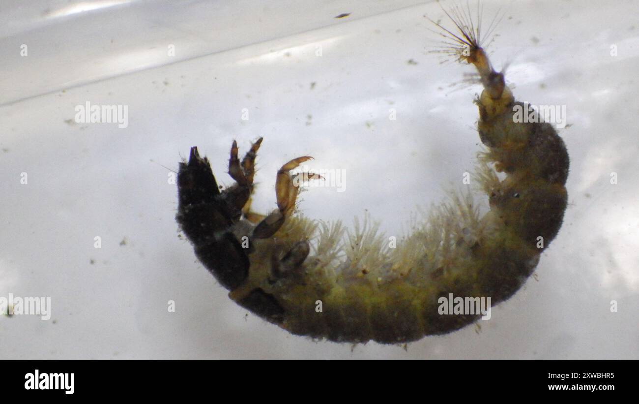 Net-spinning Caddisflies (Hydropsychidae) Insecta Stock Photo - Alamy