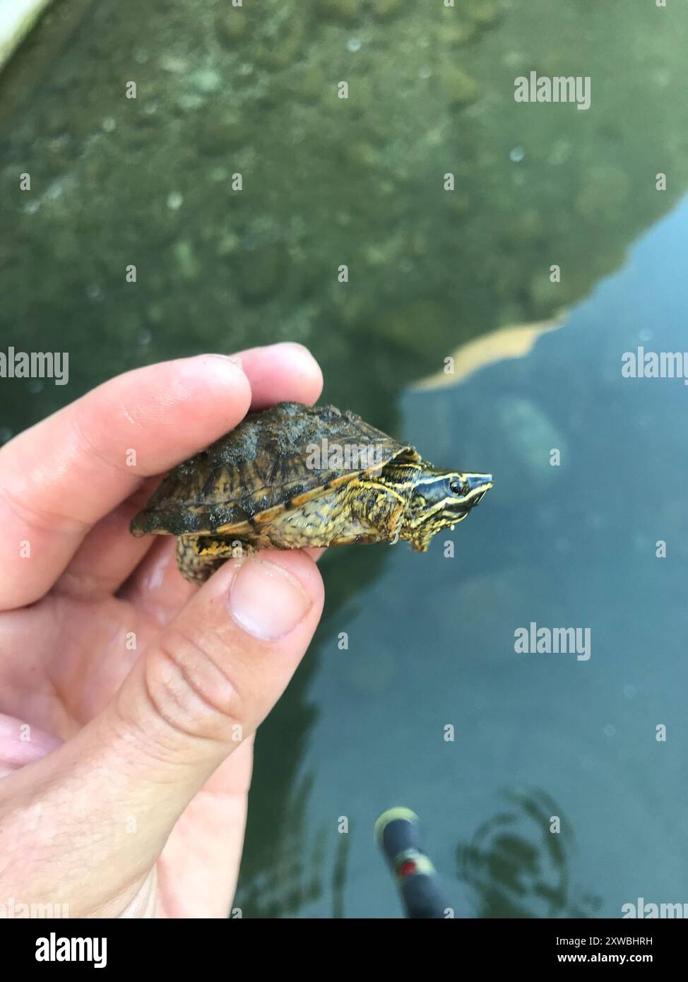 Eastern Musk Turtle (Sternotherus odoratus) Reptilia Stock Photo - Alamy