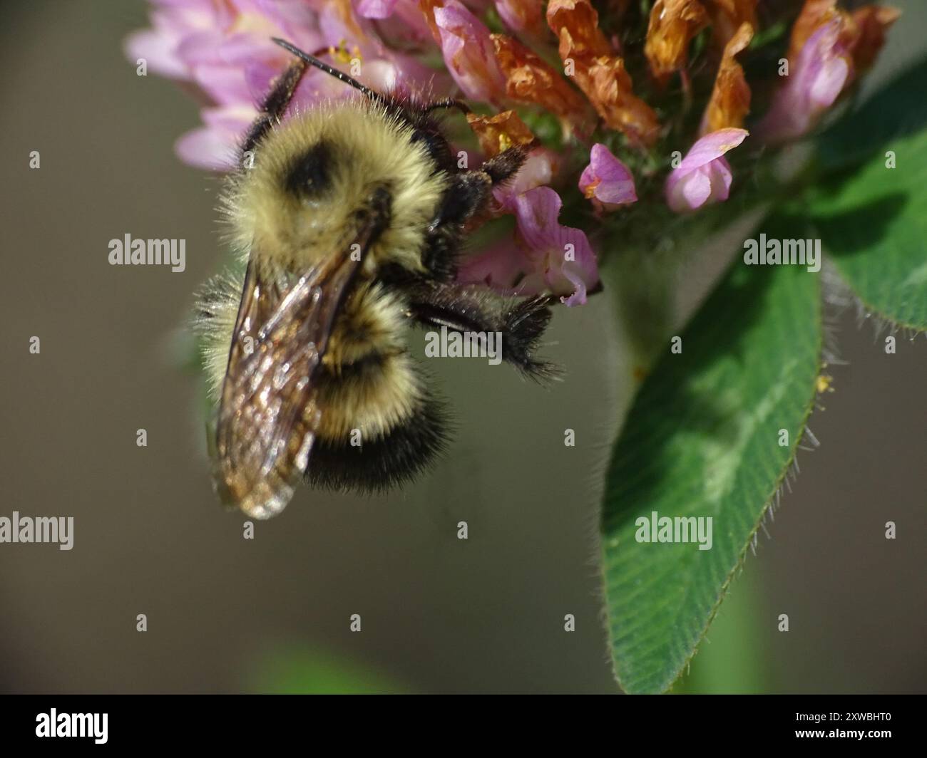 Half-black Bumble Bee (Bombus vagans) Insecta Stock Photo - Alamy