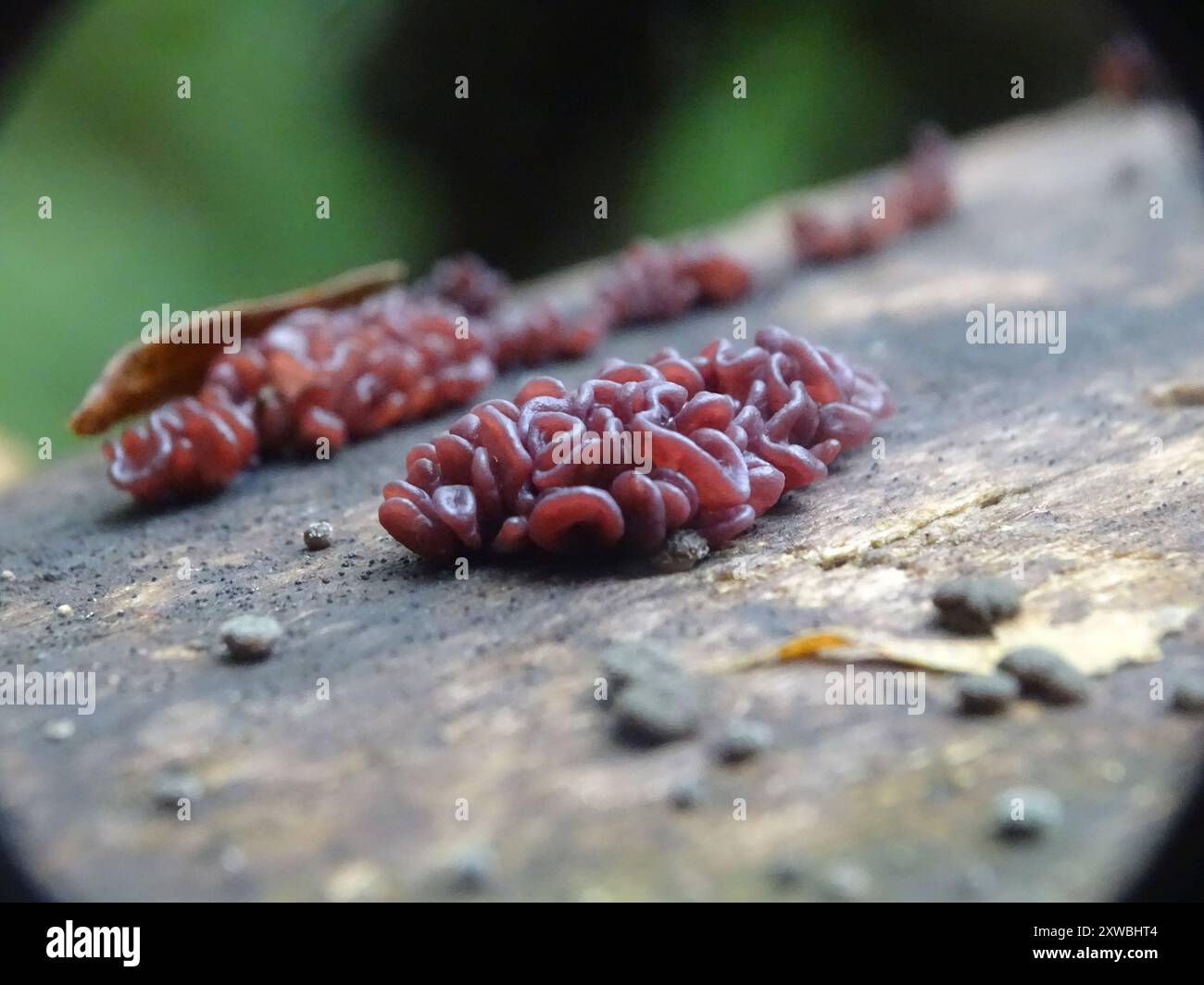 Purple Jellydisc (Ascocoryne sarcoides) Fungi Stock Photo - Alamy