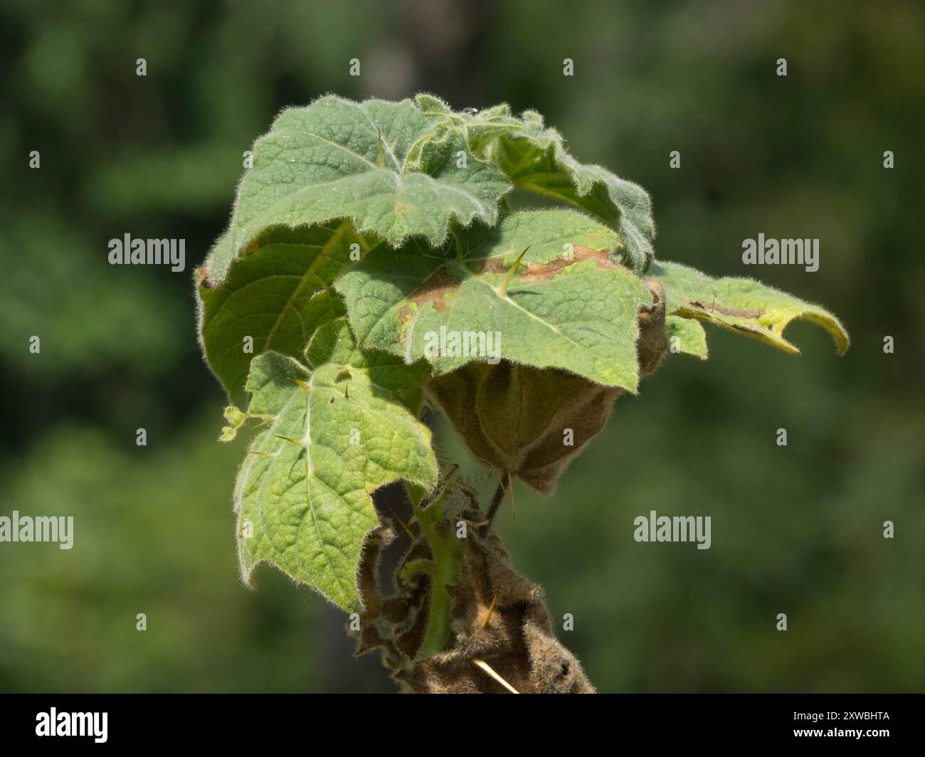 nipplefruit (Solanum mammosum) Plantae Stock Photo - Alamy