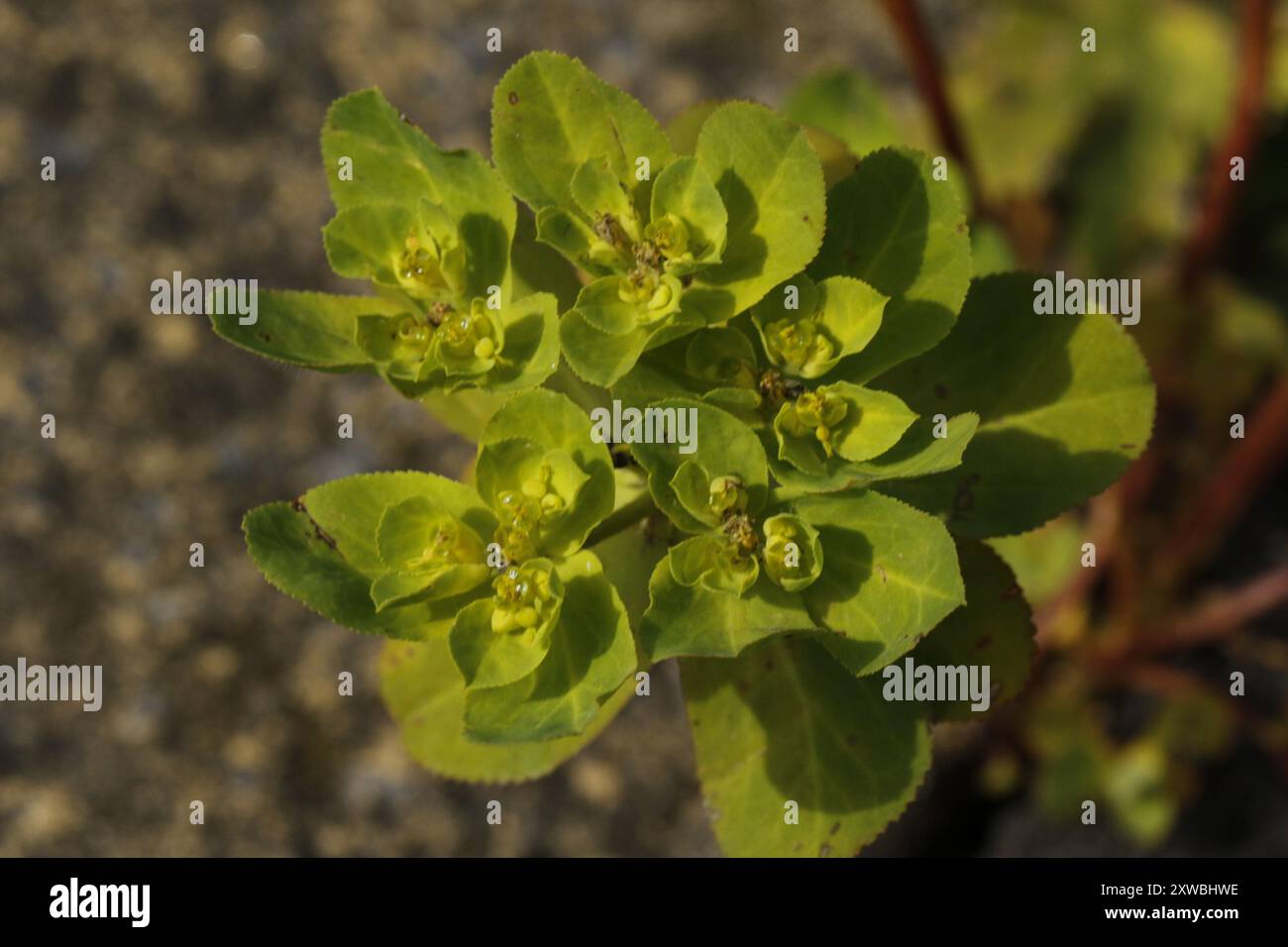 Sun spurge (Euphorbia helioscopia) Plantae Stock Photo - Alamy