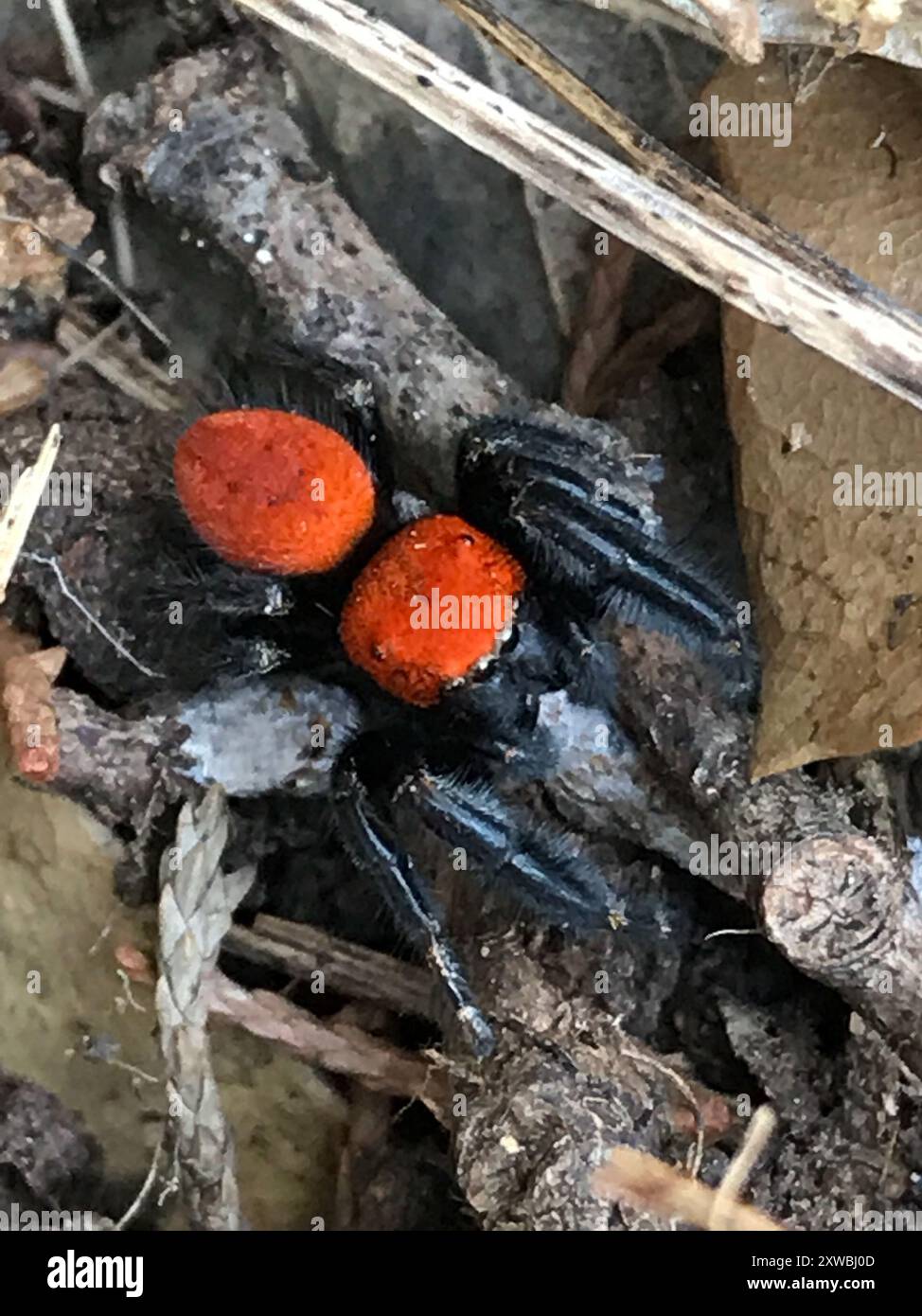 Cardinal Jumping Spider (Phidippus cardinalis) Arachnida Stock Photo ...