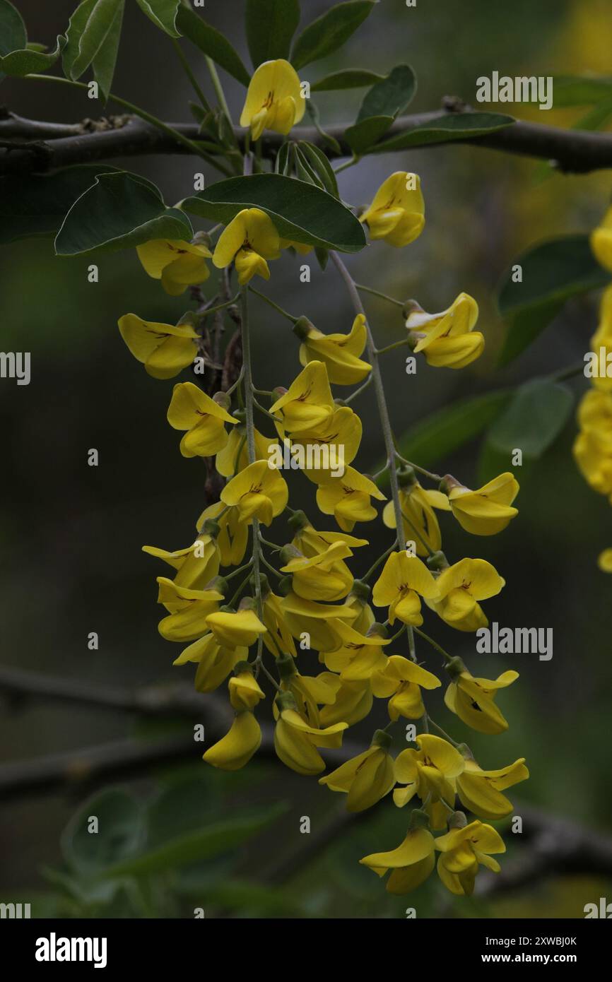 Common Laburnum (Laburnum anagyroides) Plantae Stock Photo - Alamy