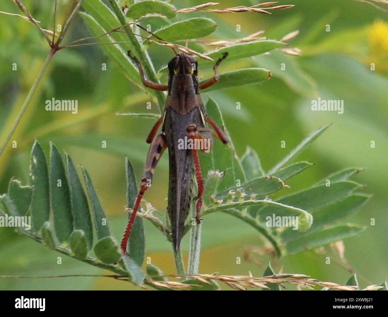 Red-legged Grasshopper (Melanoplus femurrubrum) Insecta Stock Photo - Alamy