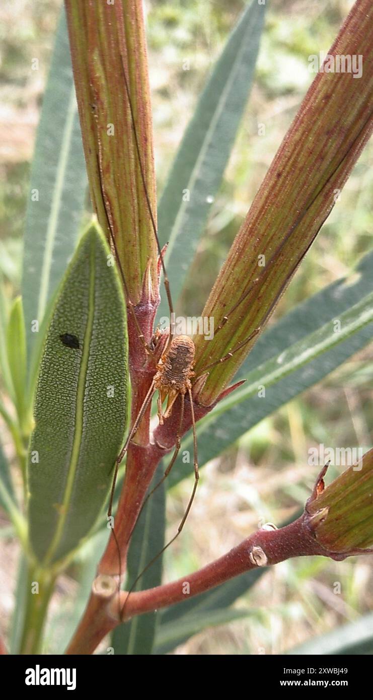 European Harvestman (Phalangium opilio) Arachnida Stock Photo - Alamy