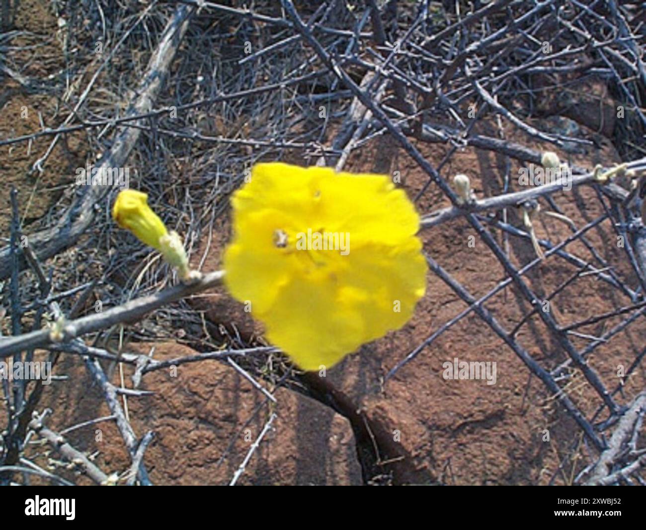 Kalahari Gold (Rhigozum brevispinosum) Plantae Stock Photo - Alamy