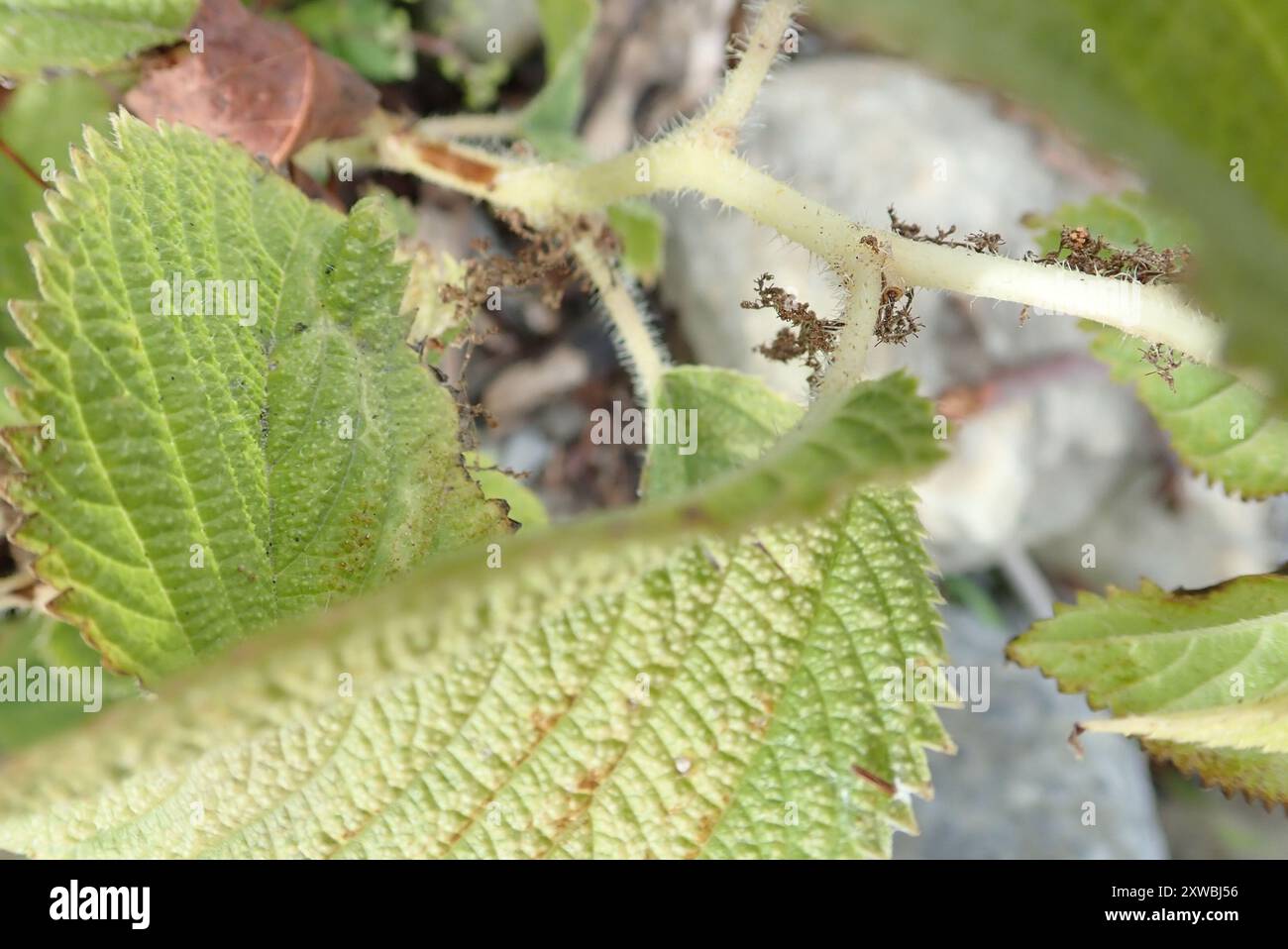 wood nettle (Laportea canadensis) Plantae Stock Photo - Alamy