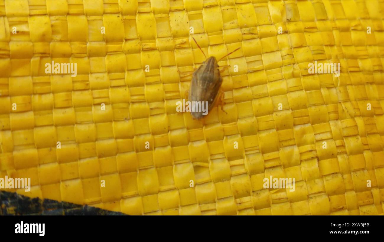 Bishop's Mitre Shield Bug (Aelia acuminata) Insecta Stock Photo - Alamy