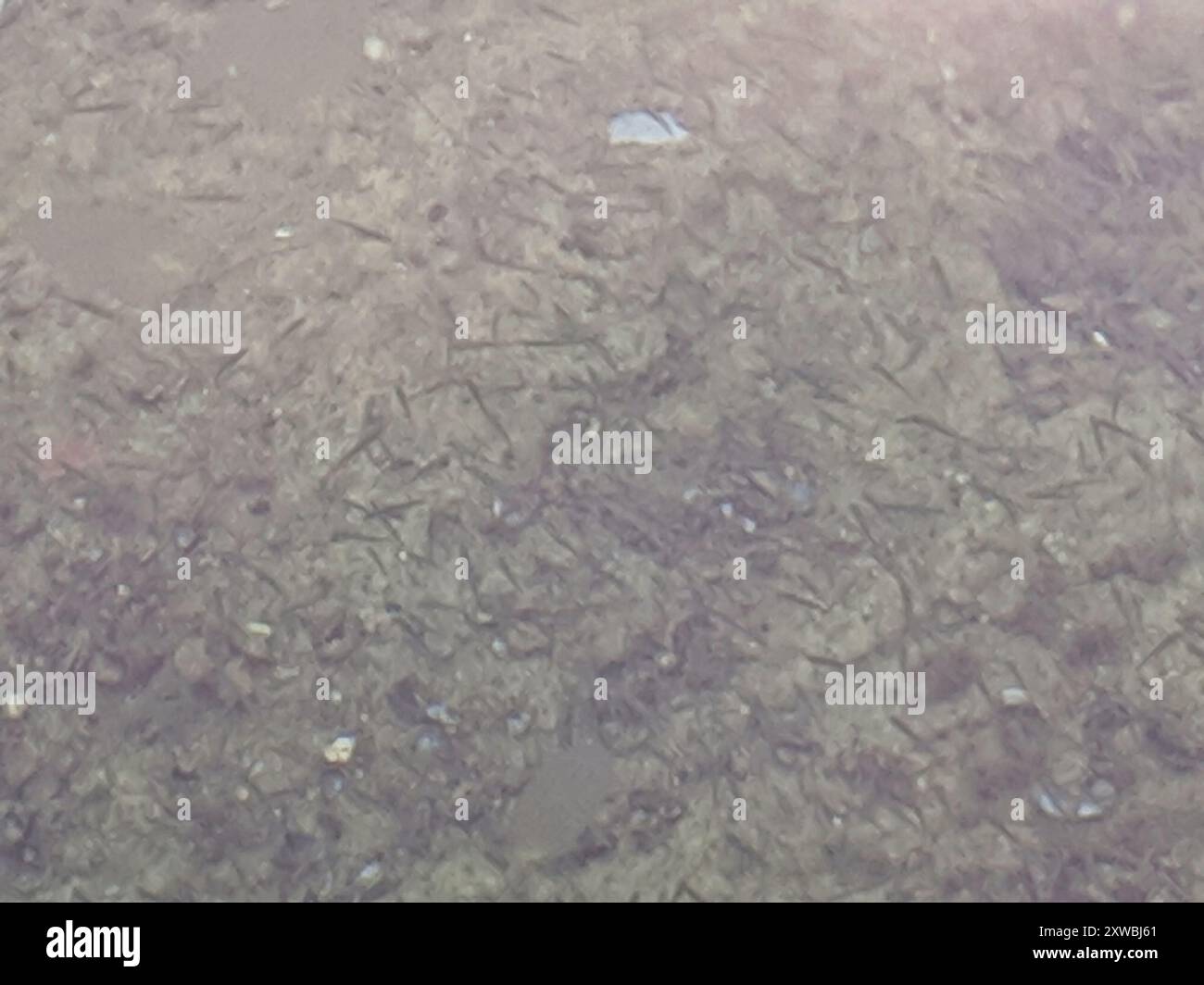 Ray-finned Fishes (Actinopterygii) Actinopterygii Stock Photo - Alamy