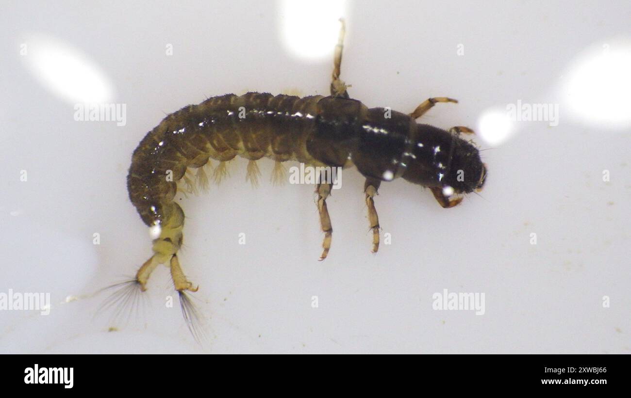 Net-spinning Caddisflies (Hydropsychidae) Insecta Stock Photo - Alamy