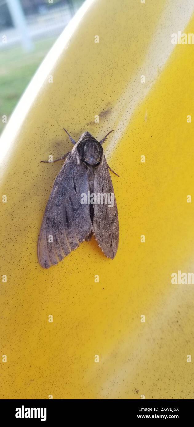 Catalpa Sphinx (Ceratomia catalpae) Insecta Stock Photo - Alamy