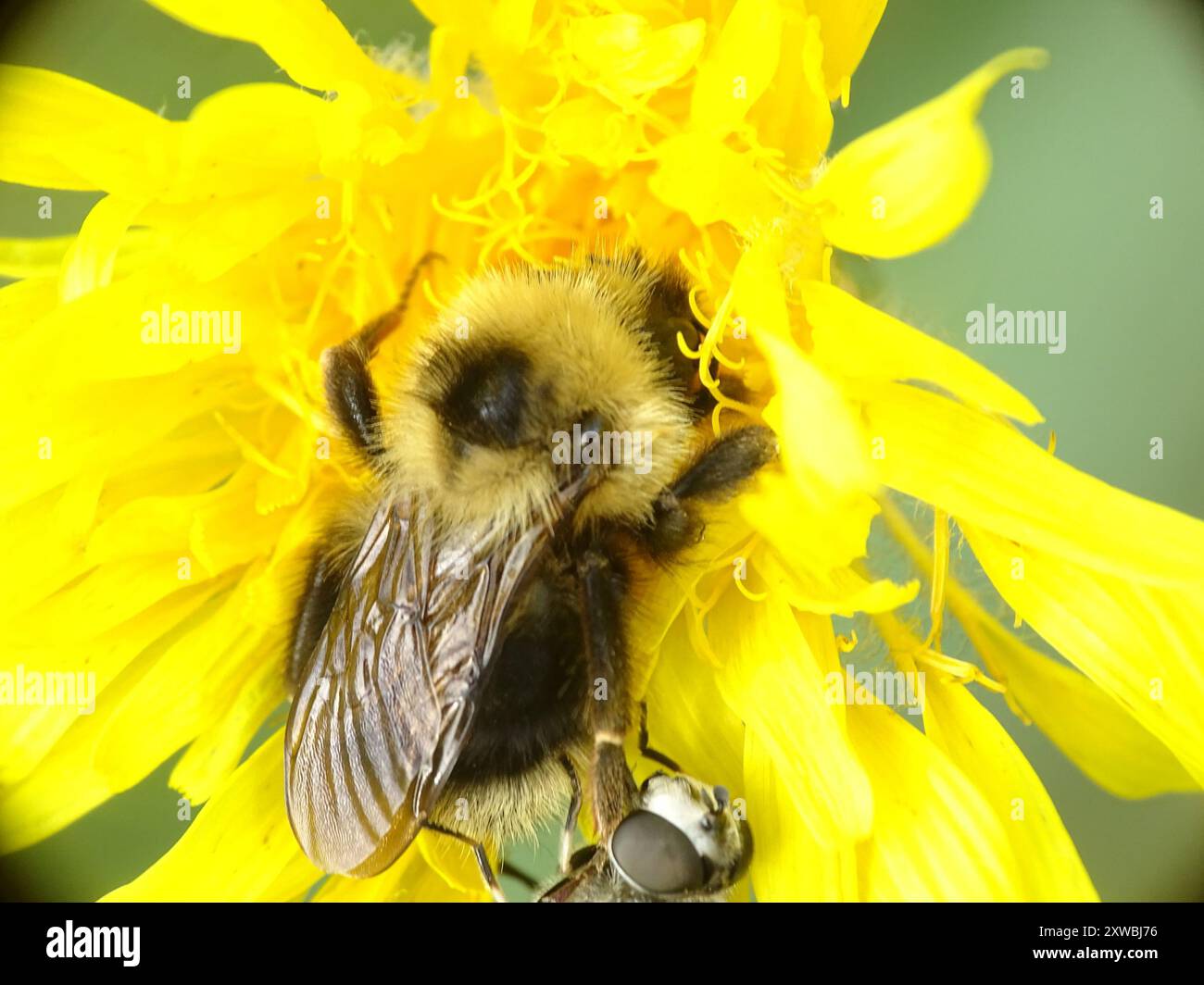 Yellowish Cuckoo Bumble bee (Bombus flavidus) Insecta Stock Photo - Alamy