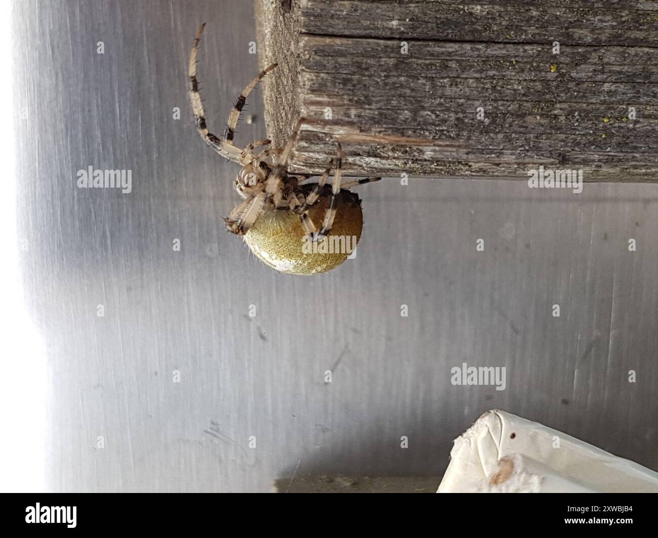 Four-spot Orbweaver (Araneus quadratus) Arachnida Stock Photo - Alamy