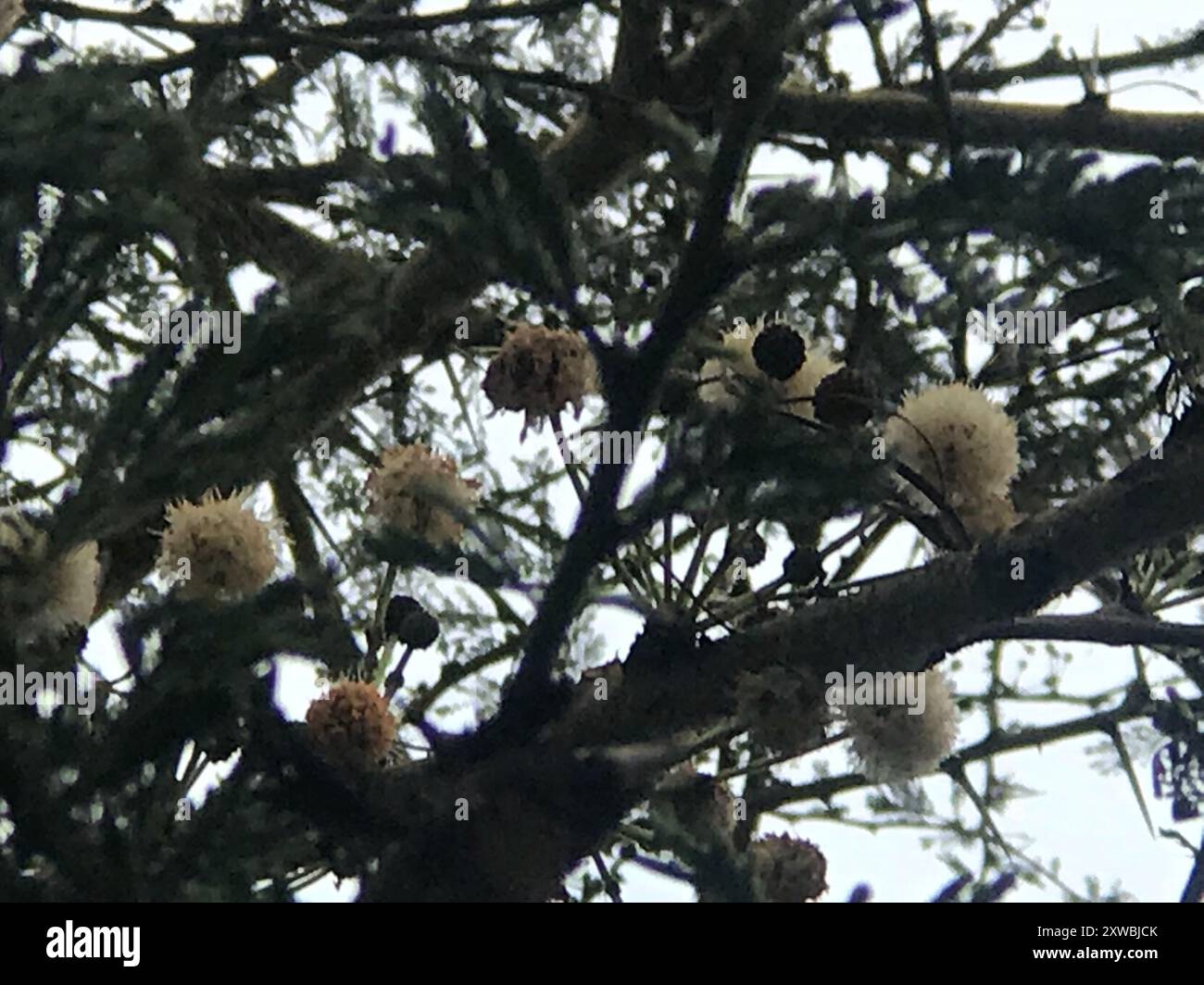 Acacias, Mimosas, mesquites, and allies (Mimosoideae) Plantae Stock ...