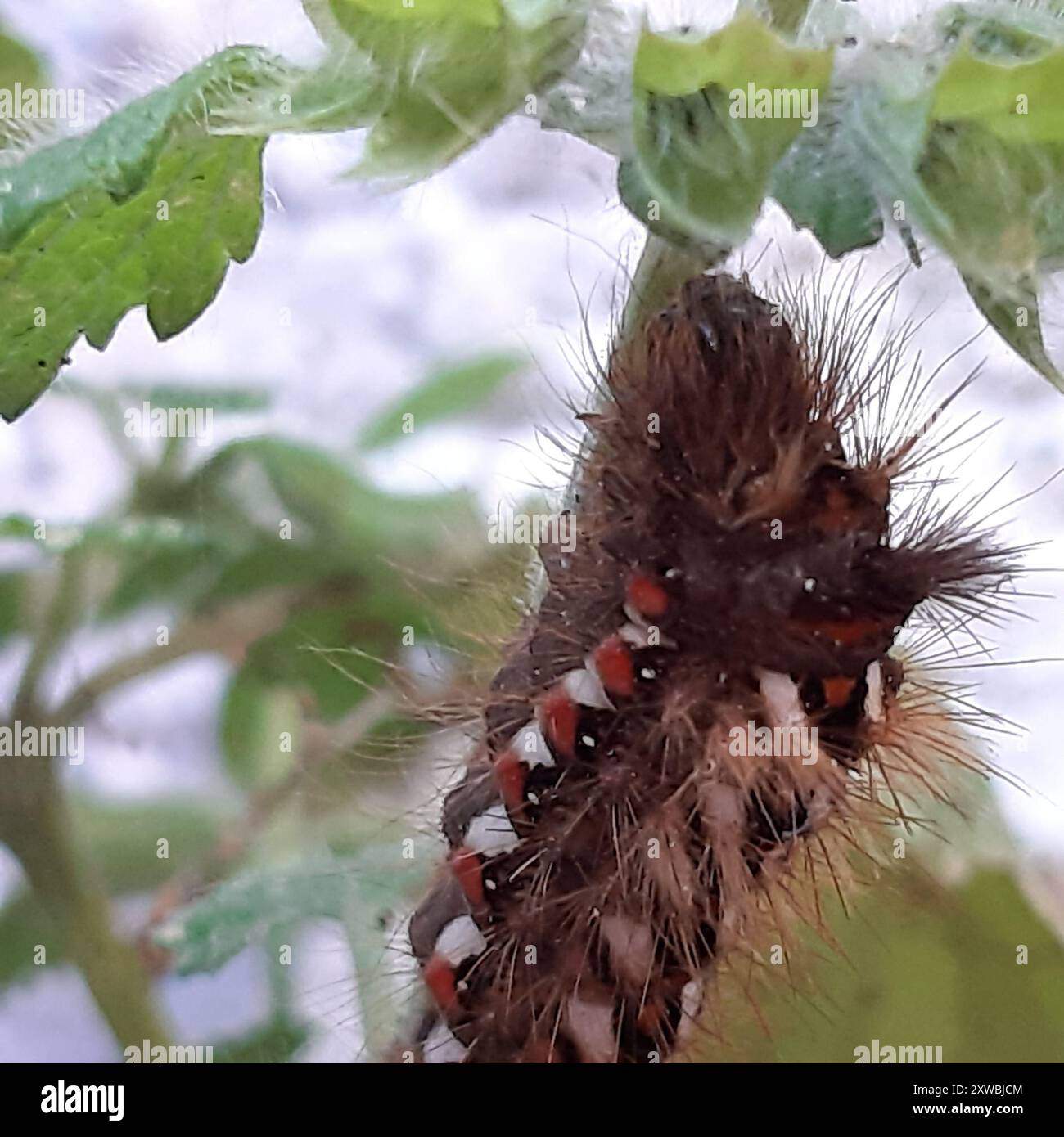 Knot Grass Moth (Acronicta rumicis) Insecta Stock Photo - Alamy