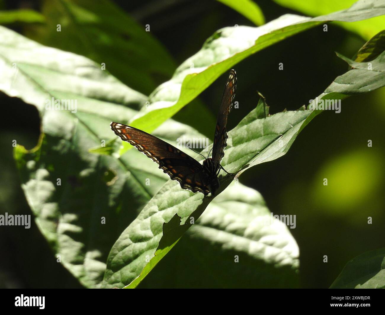 Red-spotted Admiral (Limenitis arthemis) Insecta Stock Photo - Alamy