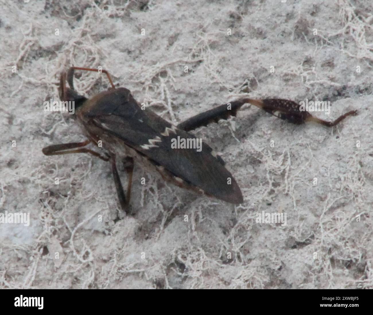 Western Leaf-footed Bug (Leptoglossus clypealis) Insecta Stock Photo ...