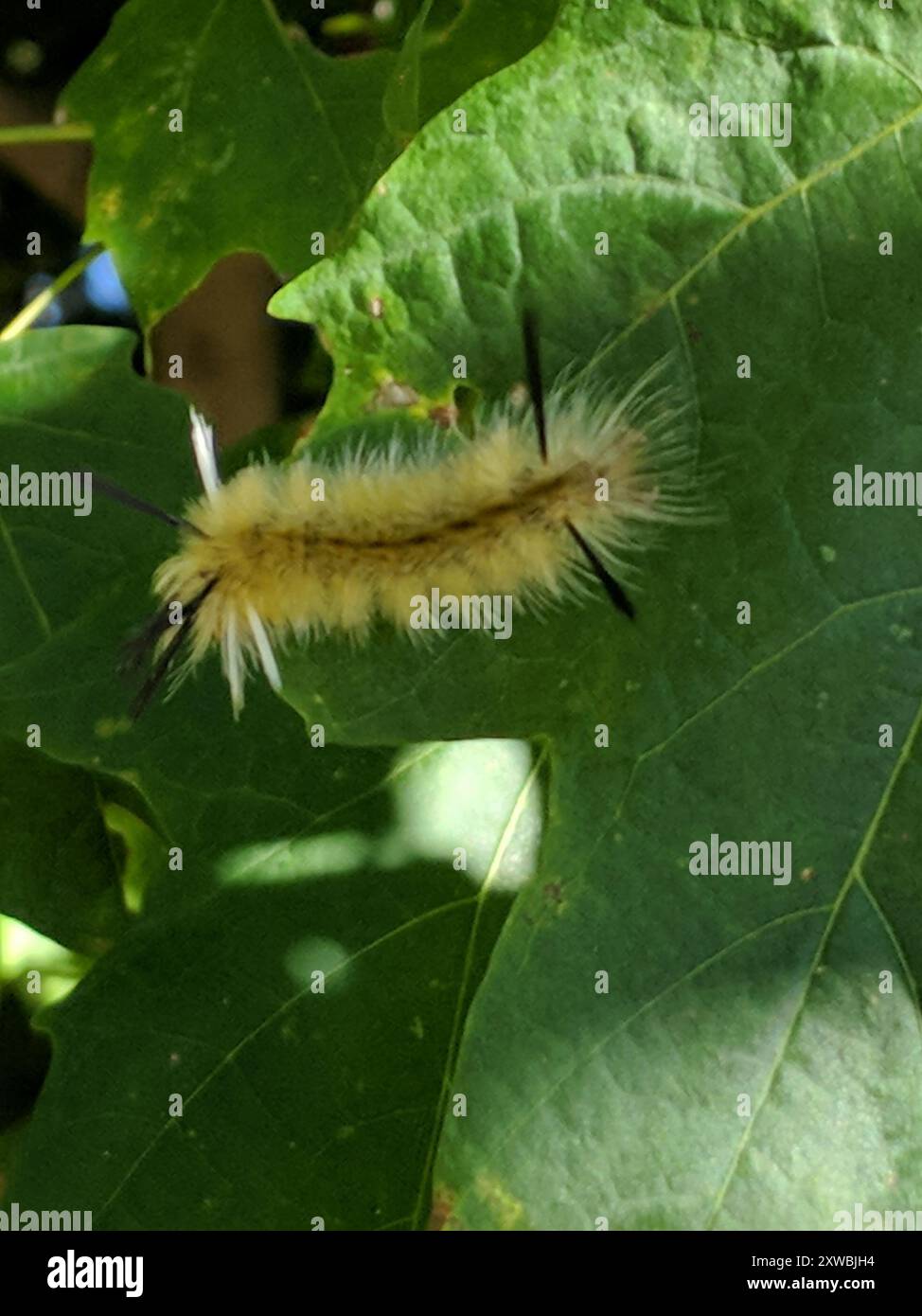 Banded Tussock Moth (Halysidota tessellaris) Insecta Stock Photo - Alamy