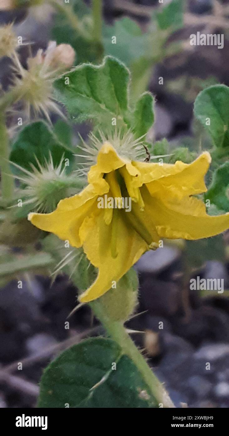 buffalo-bur (Solanum rostratum) Plantae Stock Photo - Alamy