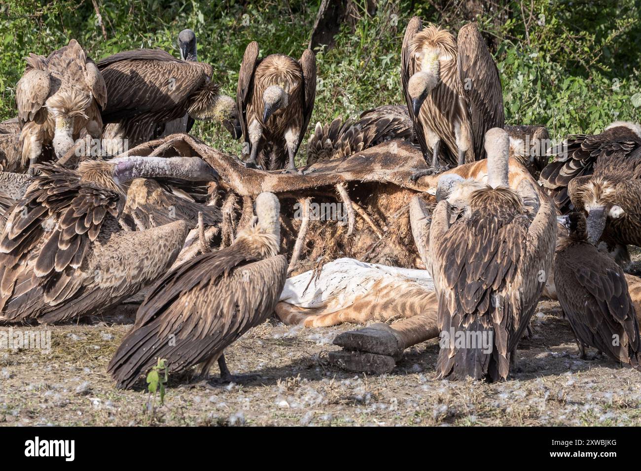 Dead Maasai Giraffe being consumed by vultures, mainly White-backed ...