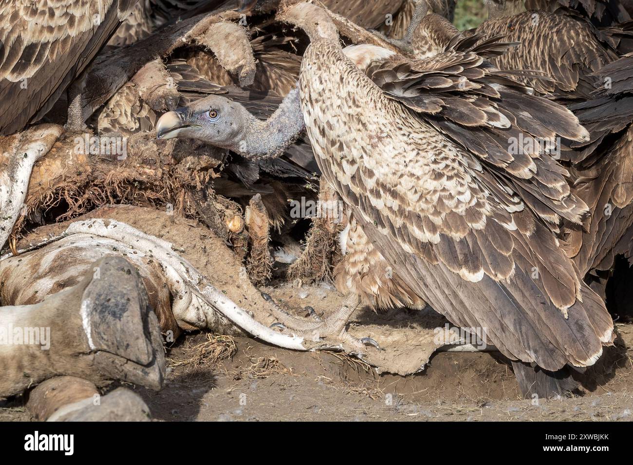 Dead Maasai Giraffe being consumed by vulture, Ruppell's Griffon, Ndutu ...