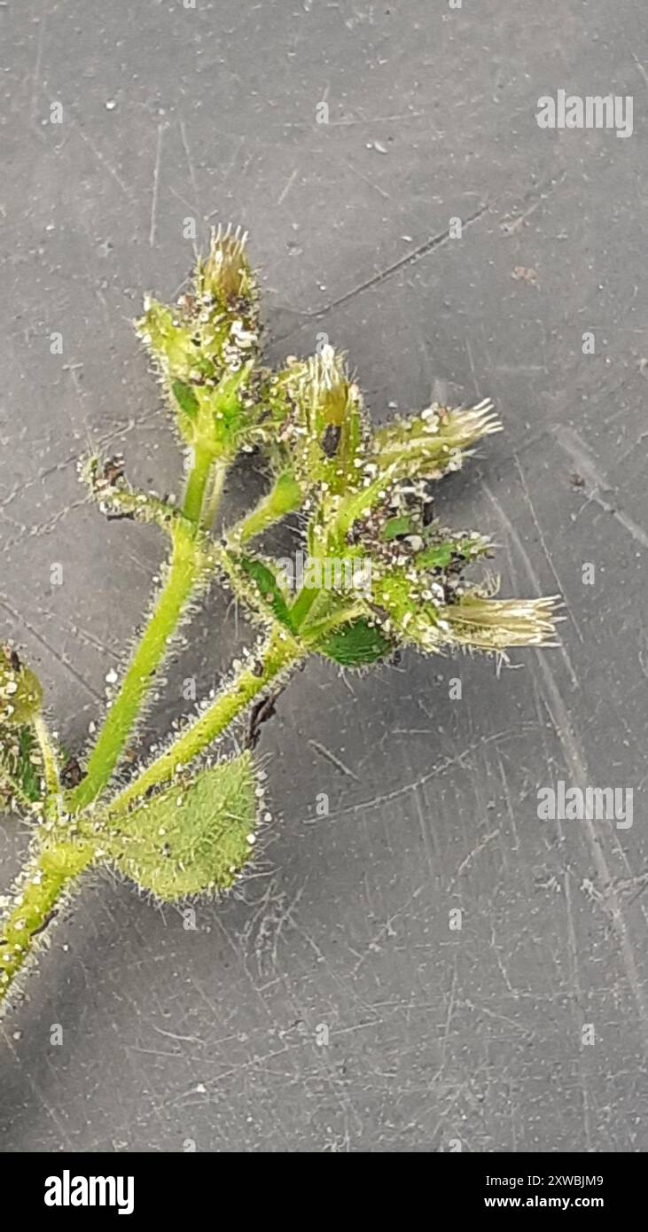 Sticky mouse-ear chickweed (Cerastium glomeratum) Plantae Stock Photo ...